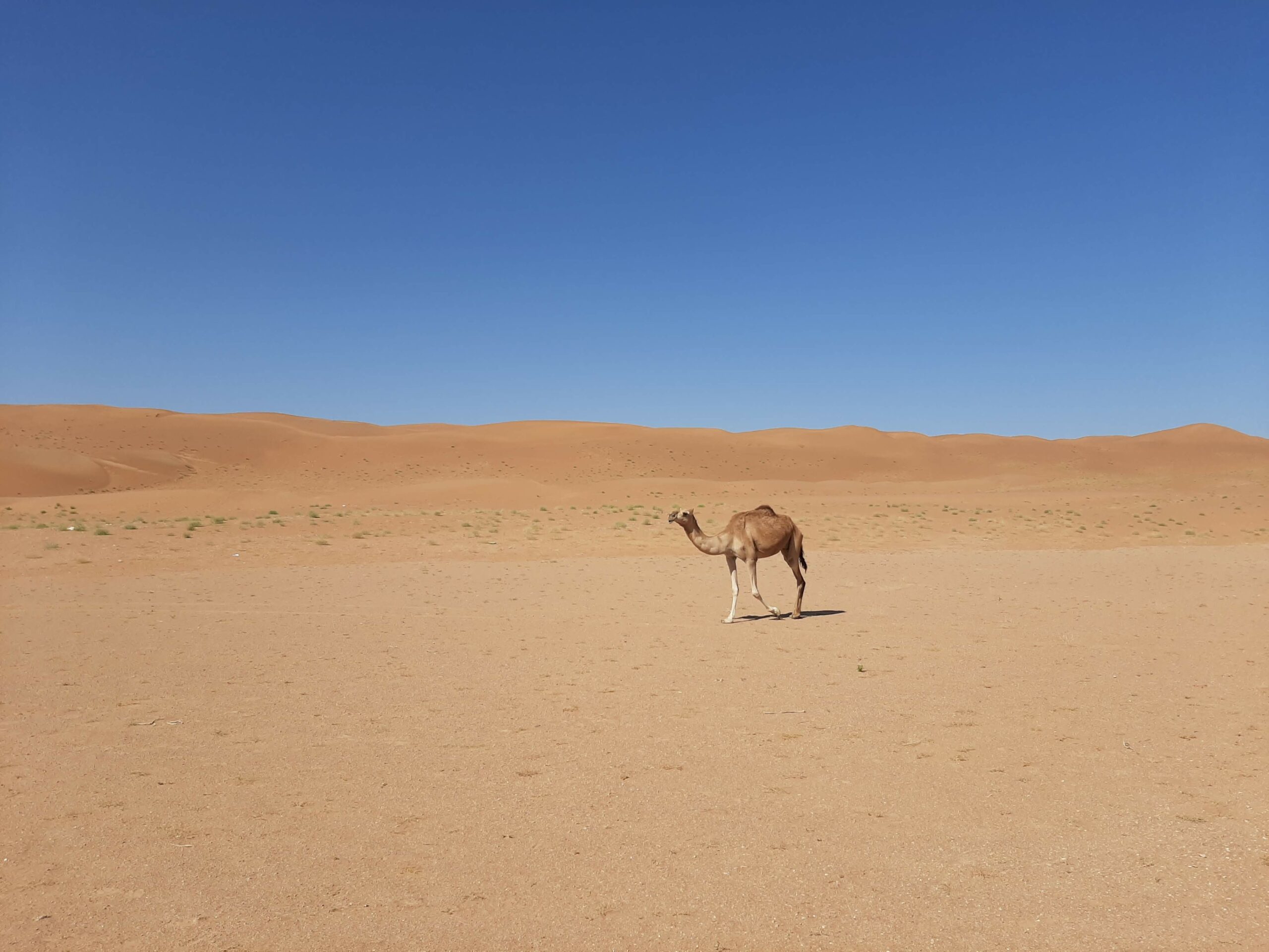 Dagretour: Kies voor een NS dagkaart van 19 euro